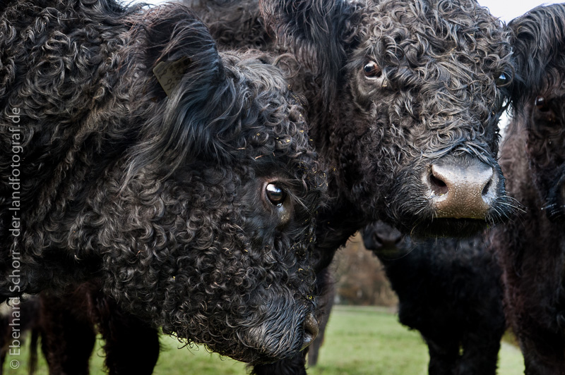 Tierfotografie 01 • Über meine Art Tiere zu fotografieren - der ...